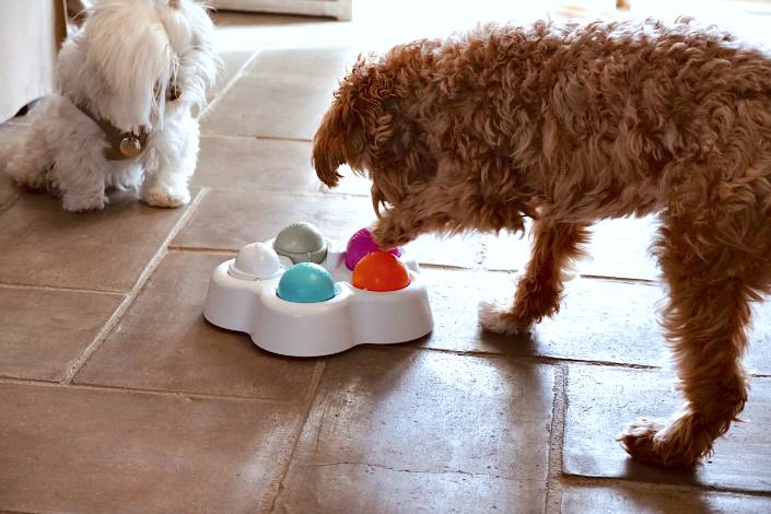 Playtime Matters: The role of play in pet care - House Sitters UK